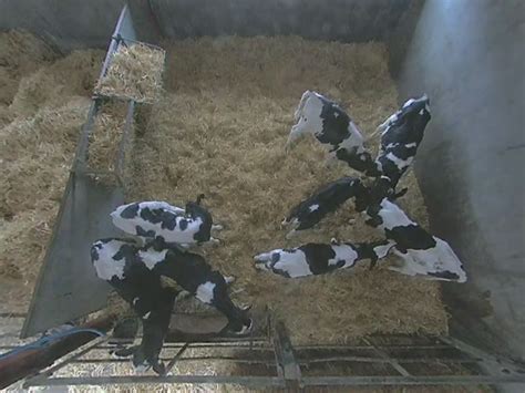 8 Cows Detect Object Detection Dataset By Uni