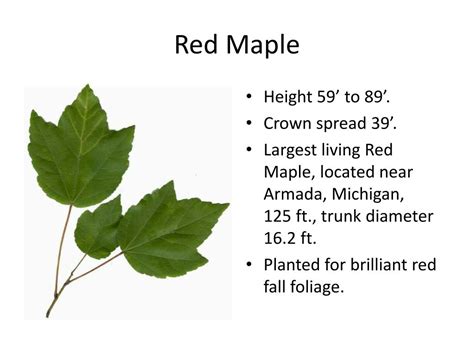 PPT Maple Tree Family Identification PowerPoint Presentation Free Download ID 3925172
