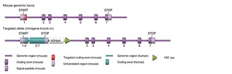 genetically humanized mice taconic biosciences
