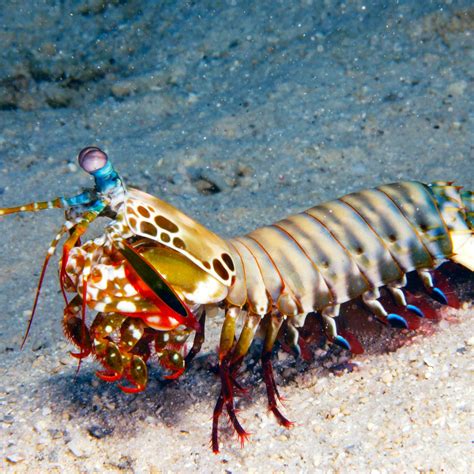 Giant Mantis Shrimp Mantis Shrimp Facts And Information