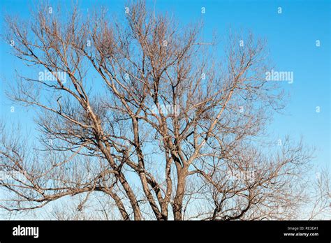 Tree Has No Leaves In The Dead Of A Canadian Winter But Will Spring Back To Life As The Seasons