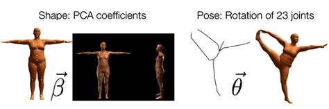 Smpl Human Model Introduction Software Developer