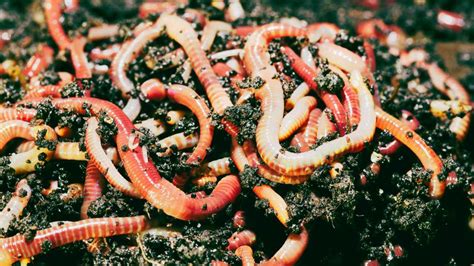 Decomposers In The Desert Ecosystem