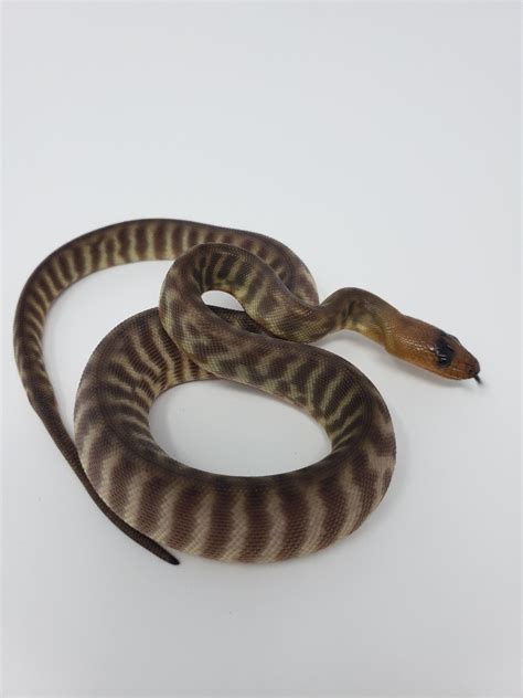 Black Headed Python Progression Thread Page 13