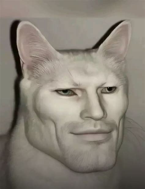 Chad Cat Humor Tiere Dumme Katzen