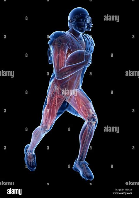3d Rendered Medically Accurate Illustration Of The Muscle System Of An