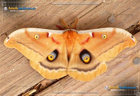 Polyphemus Moth