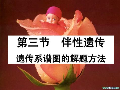 伴性遗传规律 word文档在线阅读与下载 无忧文档