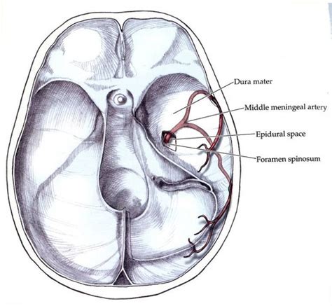 Infratemporal Fossa Flashcards Quizlet