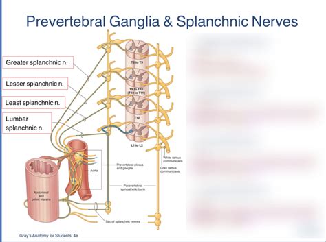 Prevertebral Ganglia And Splanchnic Nerves Diagram Quizlet