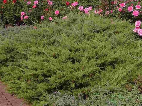Kallay Compact Juniper Container 5 Breezy Hill Nursery Main