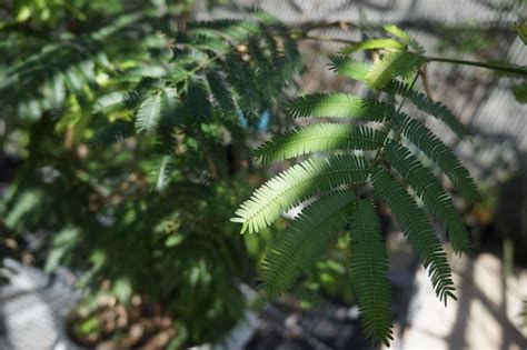 Project Ii Part Ii Sherrys Blog