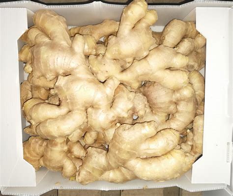 2024 Jumbo Air Dried Ginger 300g A Best China Manufacturer Fresh Vegetables