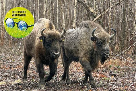 Better World 2024 Bison In Kent Geographical