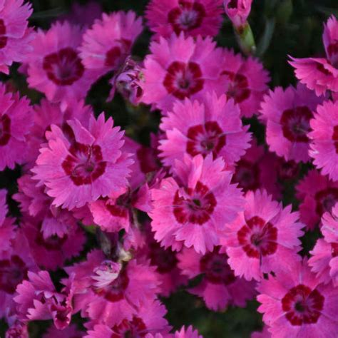Dianthus Perennials Great Garden Plants