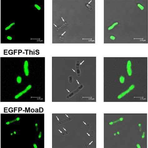 Fluorescence Distribution Of Egfp Fusion Proteins Within E Colie Download Scientific Diagram