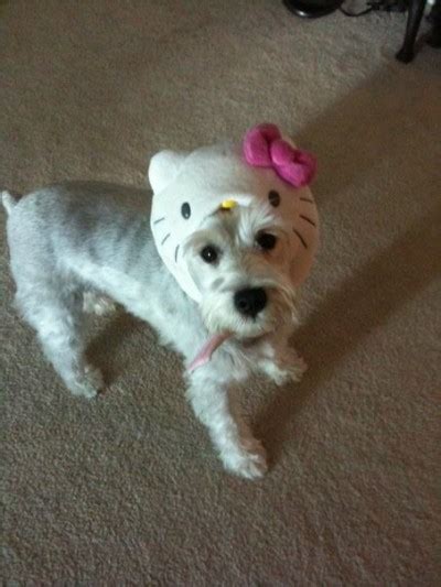 Hello Kitty Sex Slave Hello Kitty Hell