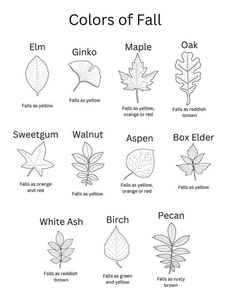 Tree Leaves Coloring