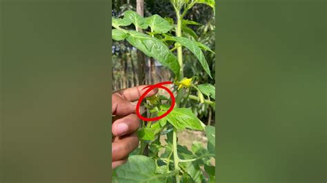 টমেটো গাছে প্রচুর ফলন আনতে এই কাজটি করুন Bagani Garden Gardening Ytshorts Agriculture