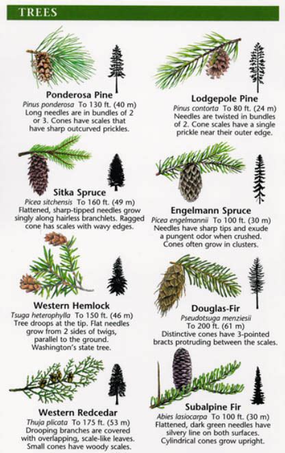 Red Cedar Tree Identification Guide