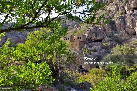 오만 술탄의 외딴 하자르 산맥에 있는 알 자발 알 아크다르 근처의 와디 바니 하비브의 고대 버려진 마을 나무에 대한 스톡 사진 및 기타 이미지 Istock