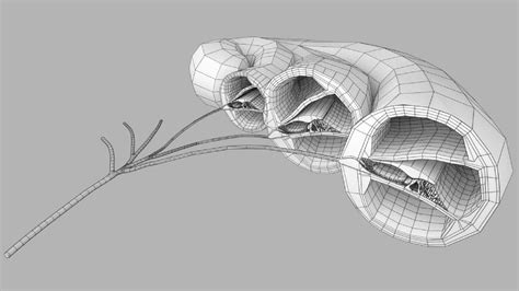 Artstation Cochlear Duct Organ Of Corti 3d Resources