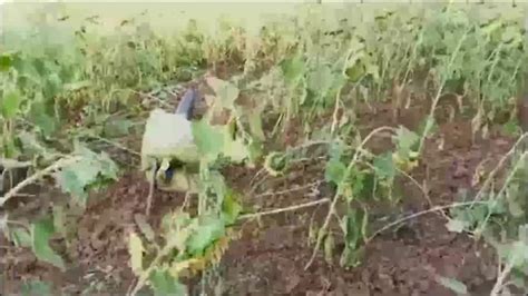 တံတားဦးလေတပ်စခန်းကို ကာကွယ်ရေးပူးပေါင်းတပ်ဖွဲ့ ရှော့တိုက်ဒုံးများဖြင့် ပစ်ခတ်တိုက်ခိုက် Youtube