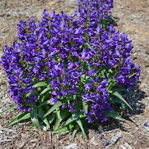 Penstemon Rock Candy® Purple Garden Crossings