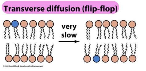 Membrane Architecture 2 4 Membrane Asymmetry And Integral Membrane