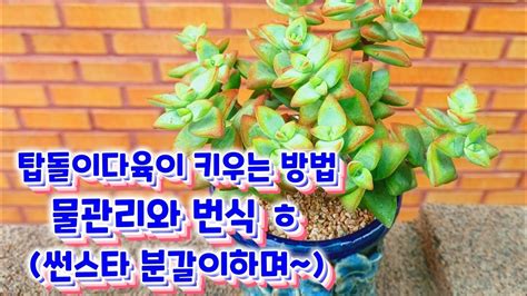 탑돌이 다육이의 번식과 물주기 방법 썬스타 다육 분갈이 하면서 정보 나눠요 ㅎ 별처럼 예쁩니다 Youtube