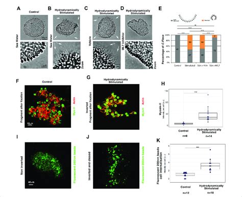Myo Ii Dependent Hydrodynamic Stimulation Of Multicellular Sheet Download Scientific Diagram