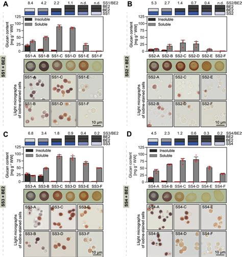 Glucan Biosynthesis In Yeast Strains Expressing A Single Starch Download Scientific Diagram