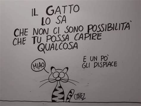 Pin Di Sarah Bocciardi Su Cavez Citazioni Divertenti Umorismo Sui Gatti Vignette Su Gatti Buffi
