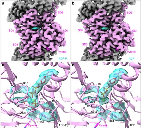 Electron Potential Maps And Ribbon Diagrams Of Pyrenyl Actin Filaments