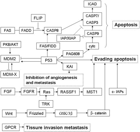The Diagnosticprognostic Potential And Molecular Functions Of Long Non Coding Rnas In The