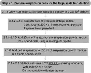 Transfection PEI Polyethylenimine Protocol Biology Notes Online