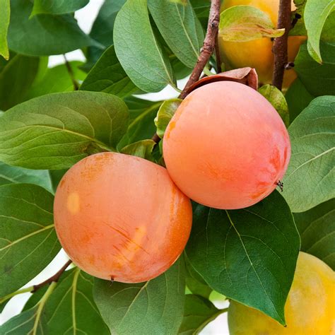Giant Fuyu Persimmon Trees For Sale