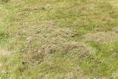 Lawn After Dethatching In Spring Stock Image Image Of Horticulture Production 99653087
