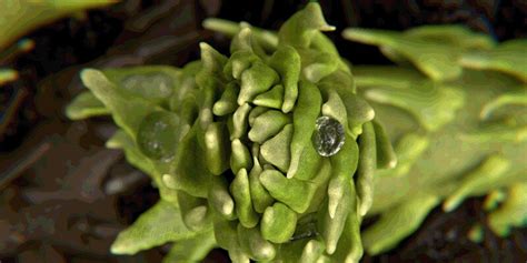 Fossil Study Challenges Long Held Theory On Fibonacci Spirals Found In Nature