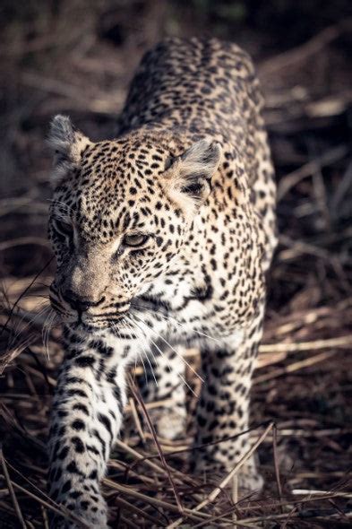 Lepard Print: 52 – Canvas & More