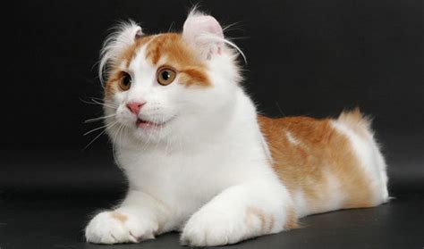 美国卷耳猫 美国反耳猫 美卷耳
