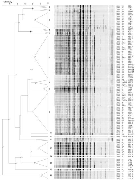 Dendrogram Was Derived By Upgma Cluster Analysis Of The Aflp Profiles