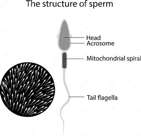 Structure Du Sperme Mâle La Structure Du Sperme Illustration De Vecteur Illustration Du