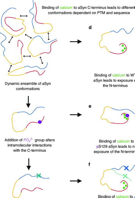 Cartoon Representation Of The Effect Of Phosphorylation Mutation And Download Scientific