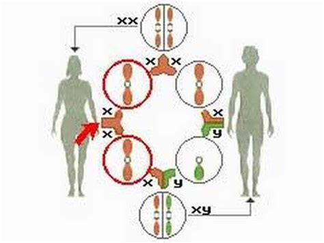 How The Body Works The Sex Chromosomes YouTube