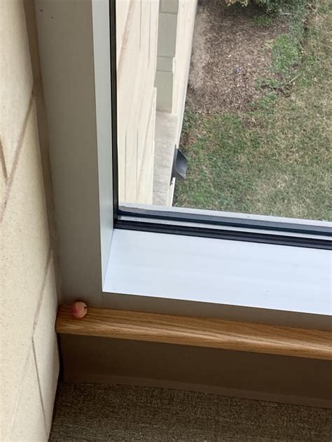 Caught In The Wild R Programmerhumor