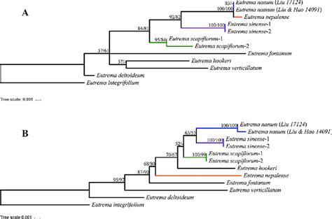 The Maximum Likelihood Tree Based On Analysis Of Its A And Three Download Scientific Diagram