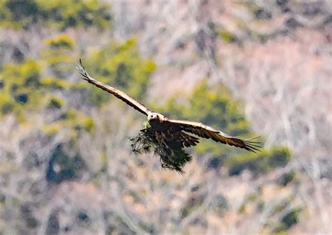 golden eagle 四季の鳥達歌