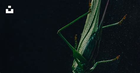 Green And Black Grasshopper On Black Textile Photo Free Česká Image