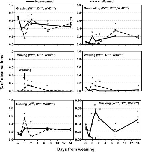 Behaviour Of Weaned And Not Weaned Angus Beef Calves Relative To The